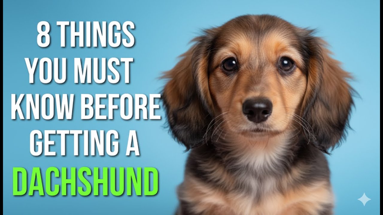 8 Things You MUST Know Before Getting a Dachshund 🐾 (Doxie Owners Guide)