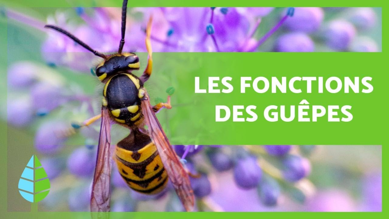WHAT ARE WASPS USED FOR? (4 ESSENTIAL functions)
