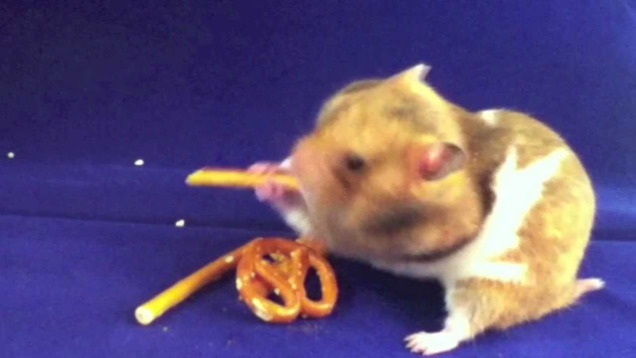 Hamster Eats Pretzel Stick, Slow Motion