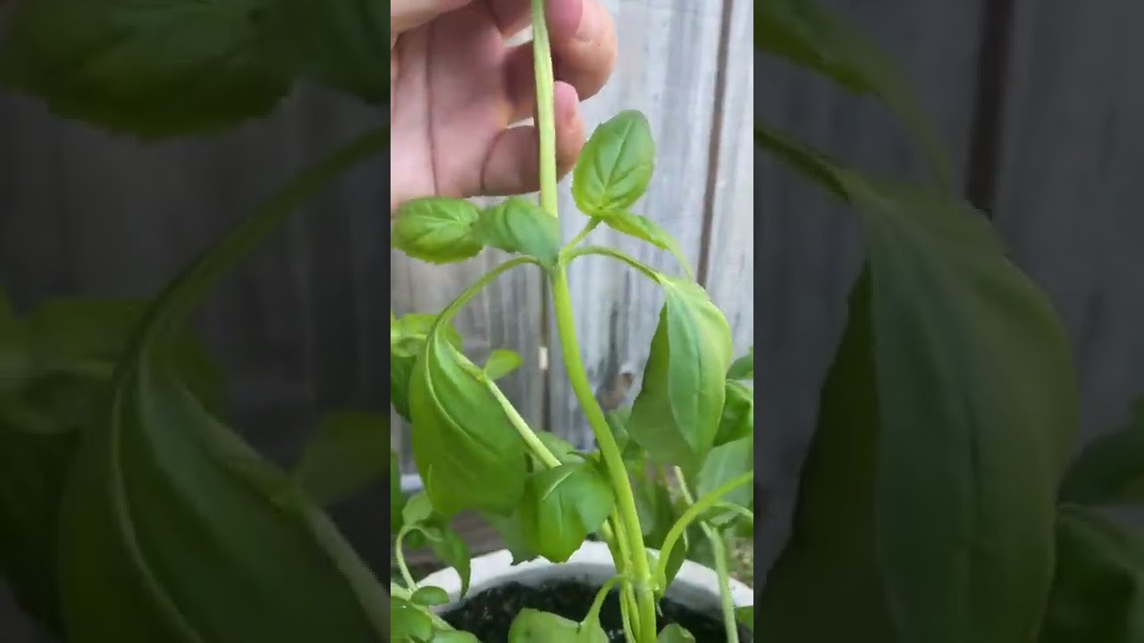 Basil plant care! Basil is so easy to grow and here’s what you need to do so it thrives!