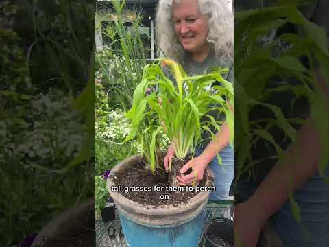 A Sun-Loving Container Built for Pollinator Visits