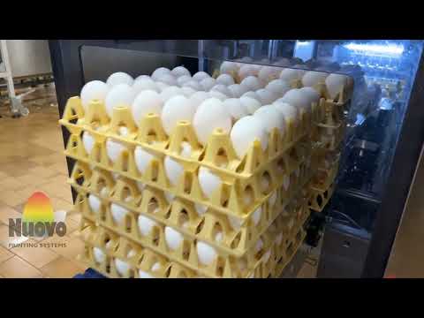 Nuovo Egg Printer - Egg-Jet Sprinter R6 23 on Mopack150