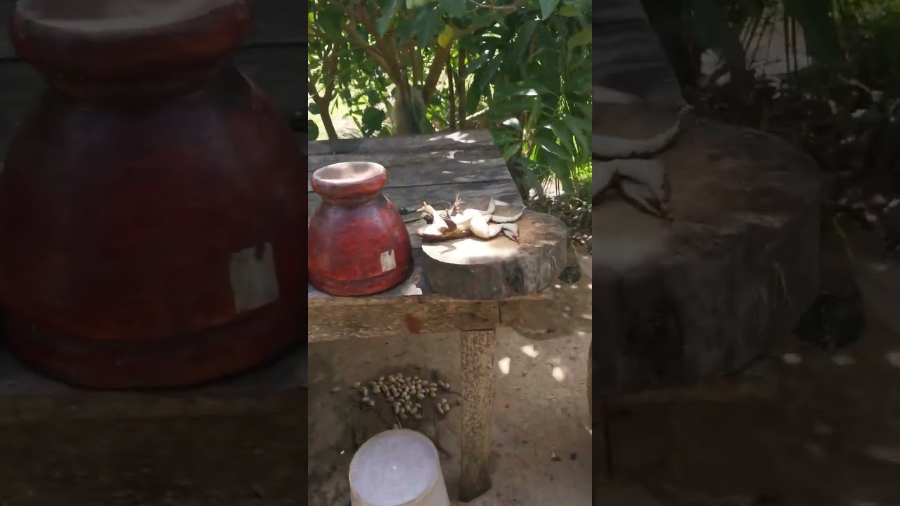 frog killing for our dinner