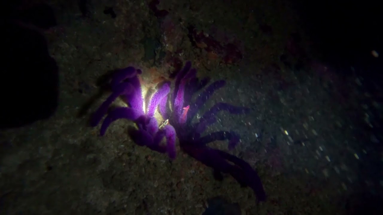 Night Diving Napoleon Reef - Unawatuna - Sri Lanka