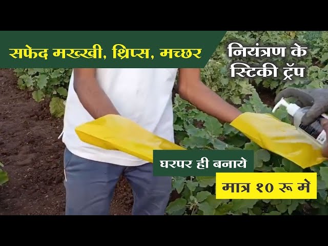 Insect Gum - Chipku Insect Trap Gum Manufacturer from Pimpri Chinchwad