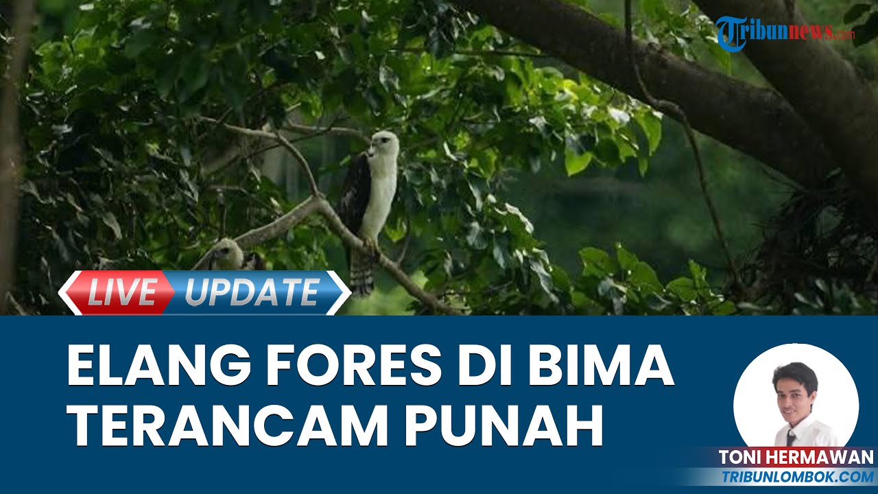 Ahli Biologi Reptor Amerika Serikat Tinjau Kondisi Alam di Bima ...