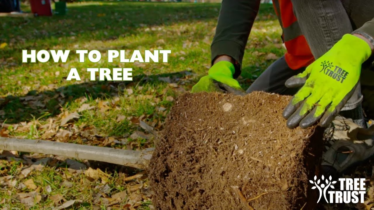 How to Plant A Tree the Tree Trust Way!