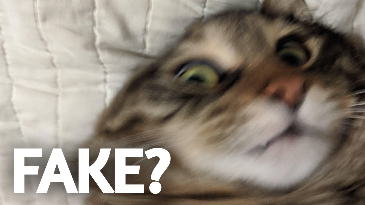 Image Classification: Is This Cat Fake?