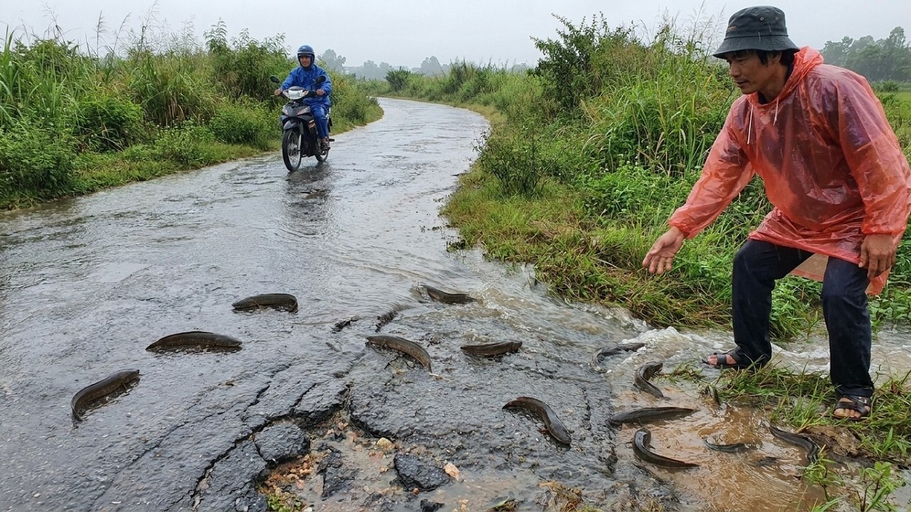 Man Catches Them by Hand Fish Flooded the Road After Heavy Rain