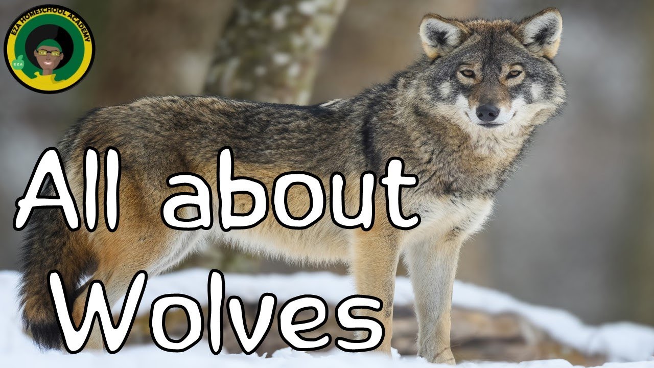 Wolf Life Cycle | All about Wolves