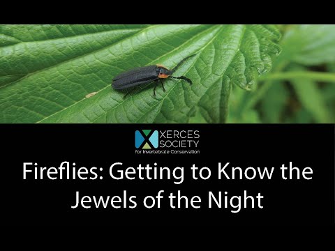 Fireflies The Jewels of the Night