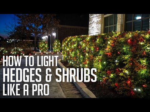 How to Install Christmas Lights on Hedges, Bushes and Shrubs Like a Pro