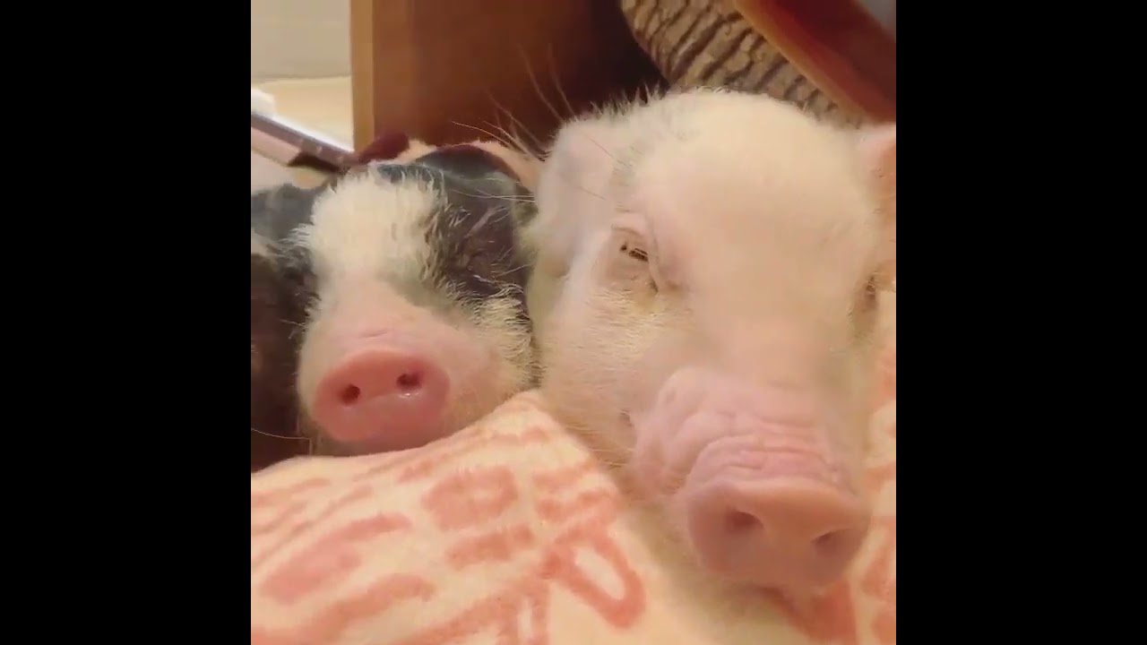 Ever seen a piggy dance? Isn't it adorable? 🐷💃