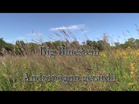 Big Bluestem