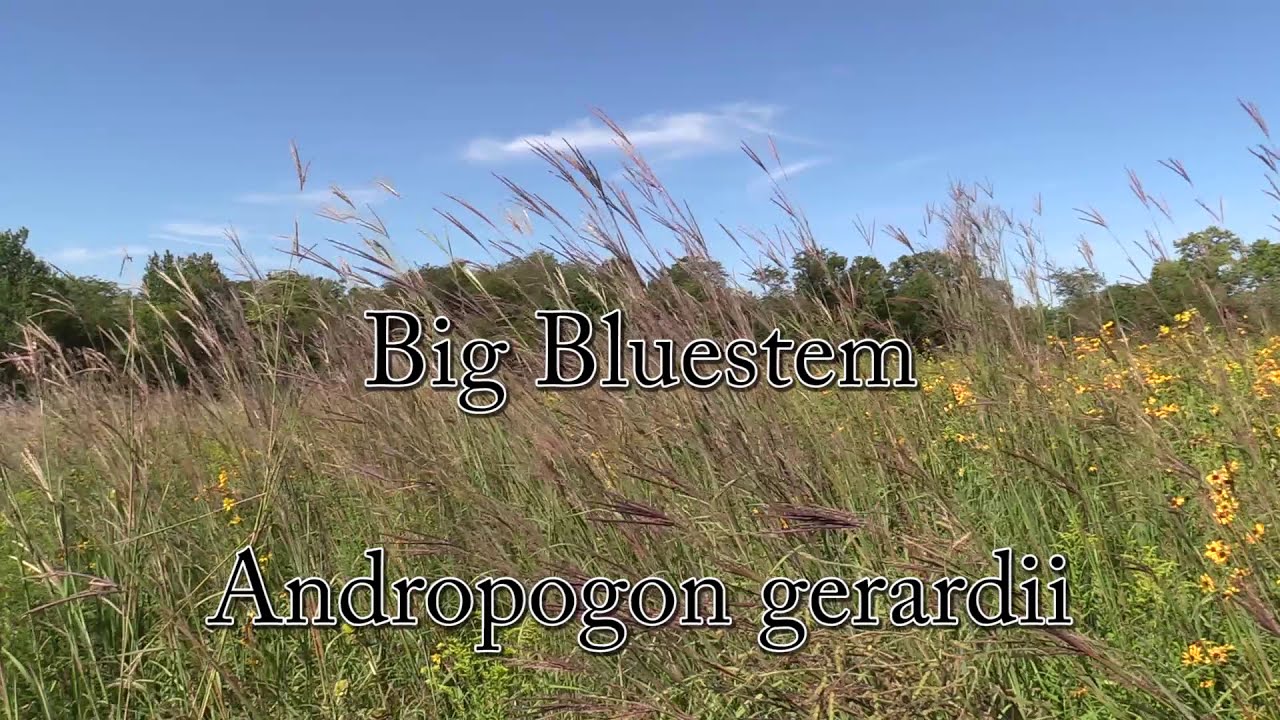 Big Bluestem