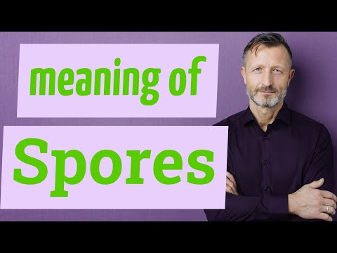 Spores | Definition of spores 📖