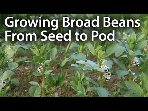 How to Grow Broad Beans for Maximum Production (Fava Beans)