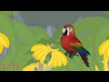 Babytv Mr Snail Parrot Watch HD Mp4 Video Download Free