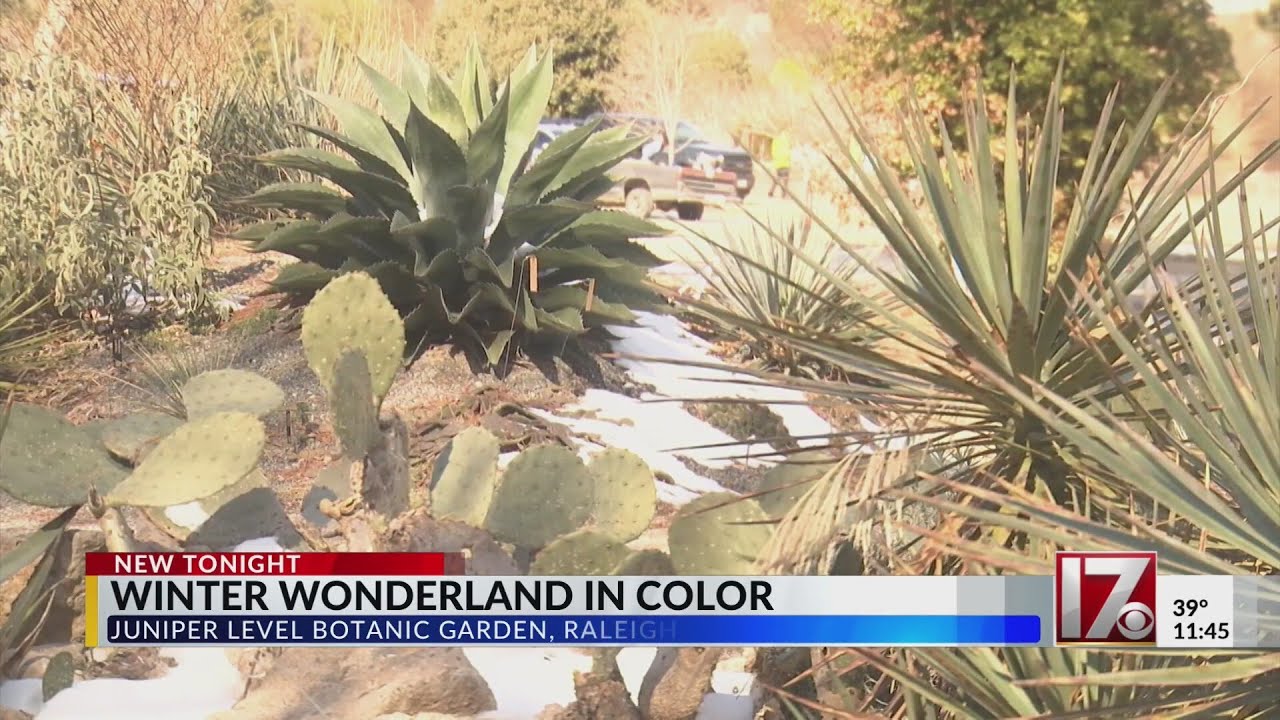 Winter Wonderland in Color at Juniper Level Botanic Garden