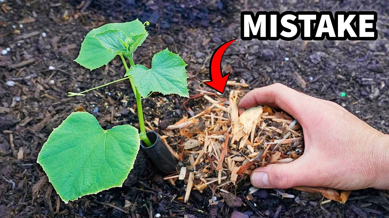 You're Using Mulch WRONG: 5 Errors That Will Wreck Your Garden!