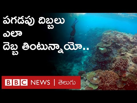 Great Barrier Reef: ఈ పగడపు దిబ్బలను ఆస్ట్రేలియా కాపాడగలదా? | BBC Telugu