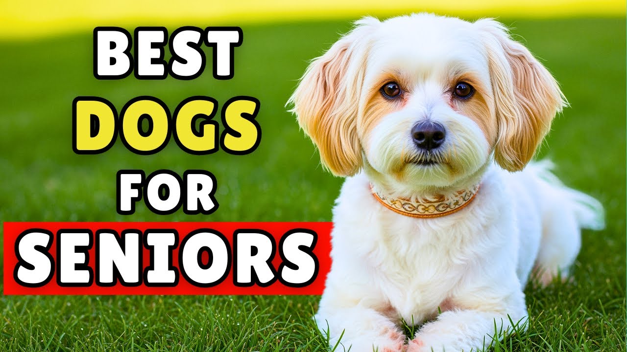 15 Dog Breeds PERFECT for Seniors (Some May Surprise You)