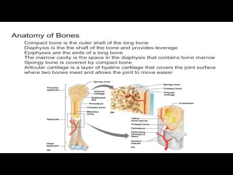 Anatomy of Bones