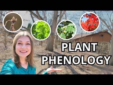 Plant Phenology in Your Backyard with Project Budburst | Wildlife Biology for Kids Club