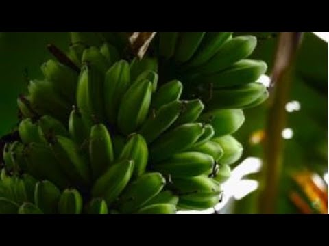 Banana (Saba/Cardaba) Agribusiness Development Project