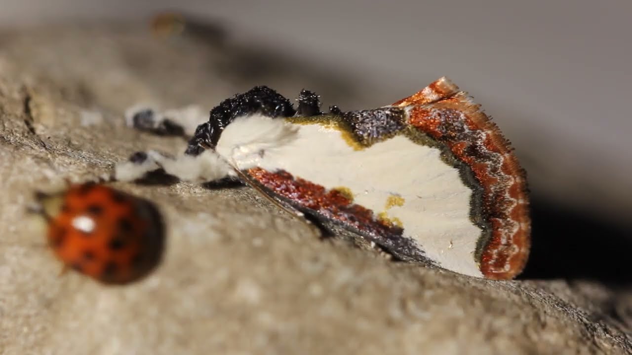 Bats - Fireflies - Giant Moths