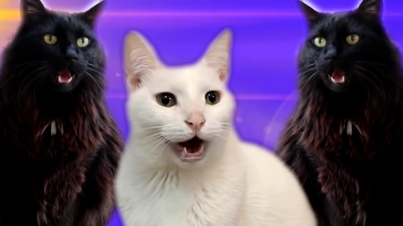 Cats Sing BINGO