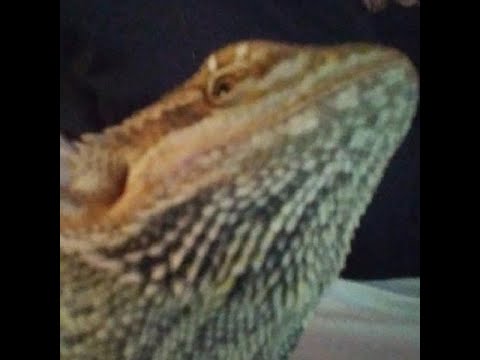 Steam Community :: Video :: lizard