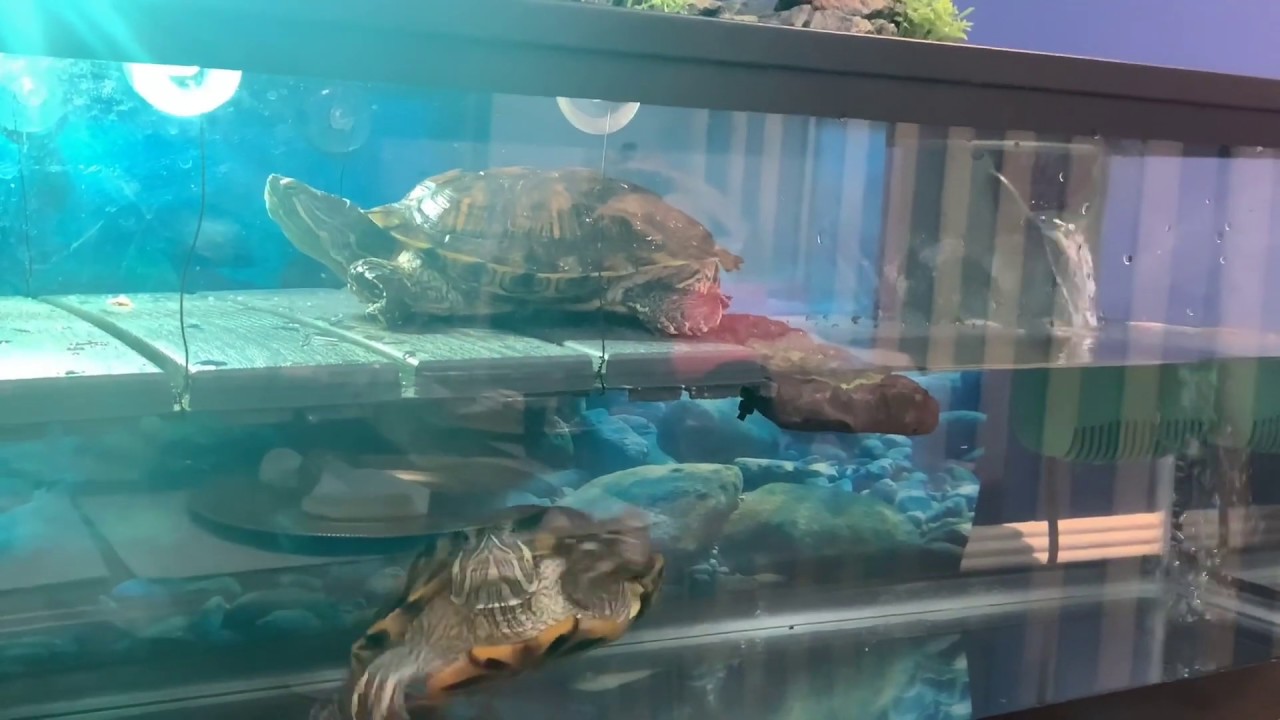 Turtle Basking platform DIY | Cheap | Easy