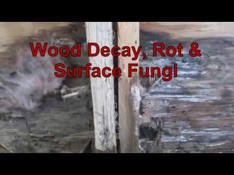 What is Wood Rot? - Wood Finishes Direct