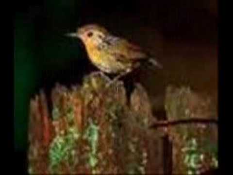 Nilo Amaro & Os Cantores de Ébano - Uirapuru (1963 Music Video) | #17 ...