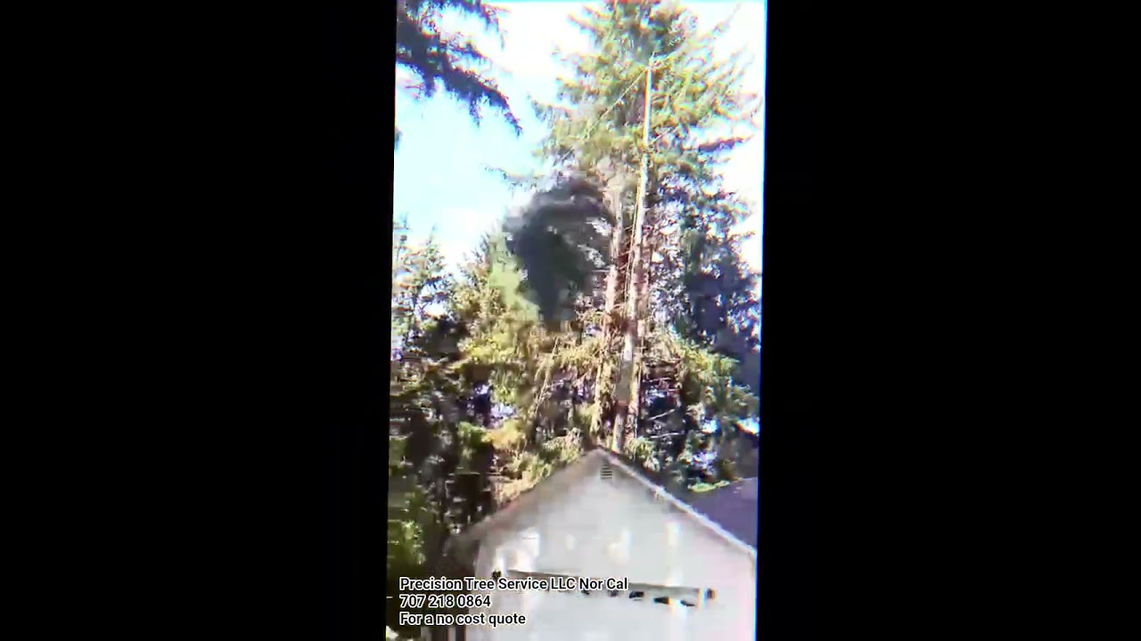Precision Tree Service Nor Cal