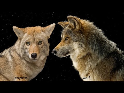 American Sign Language ASL Video Dictionary - coyote