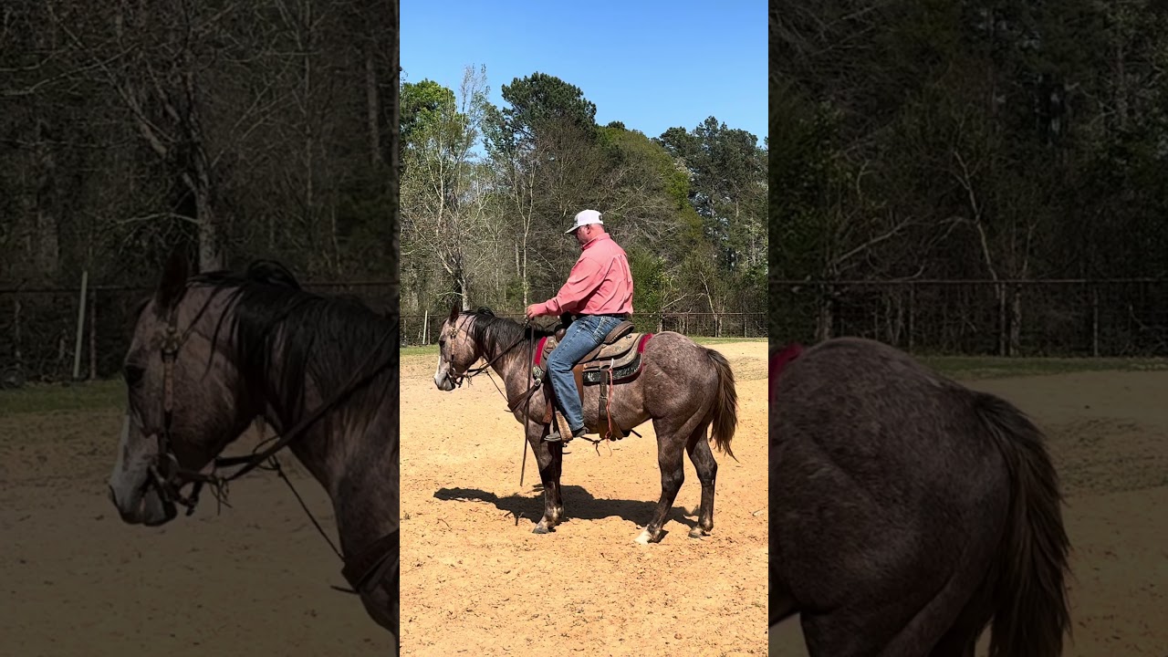 KM MIGHTY MOUSE 2022 Grey gelding