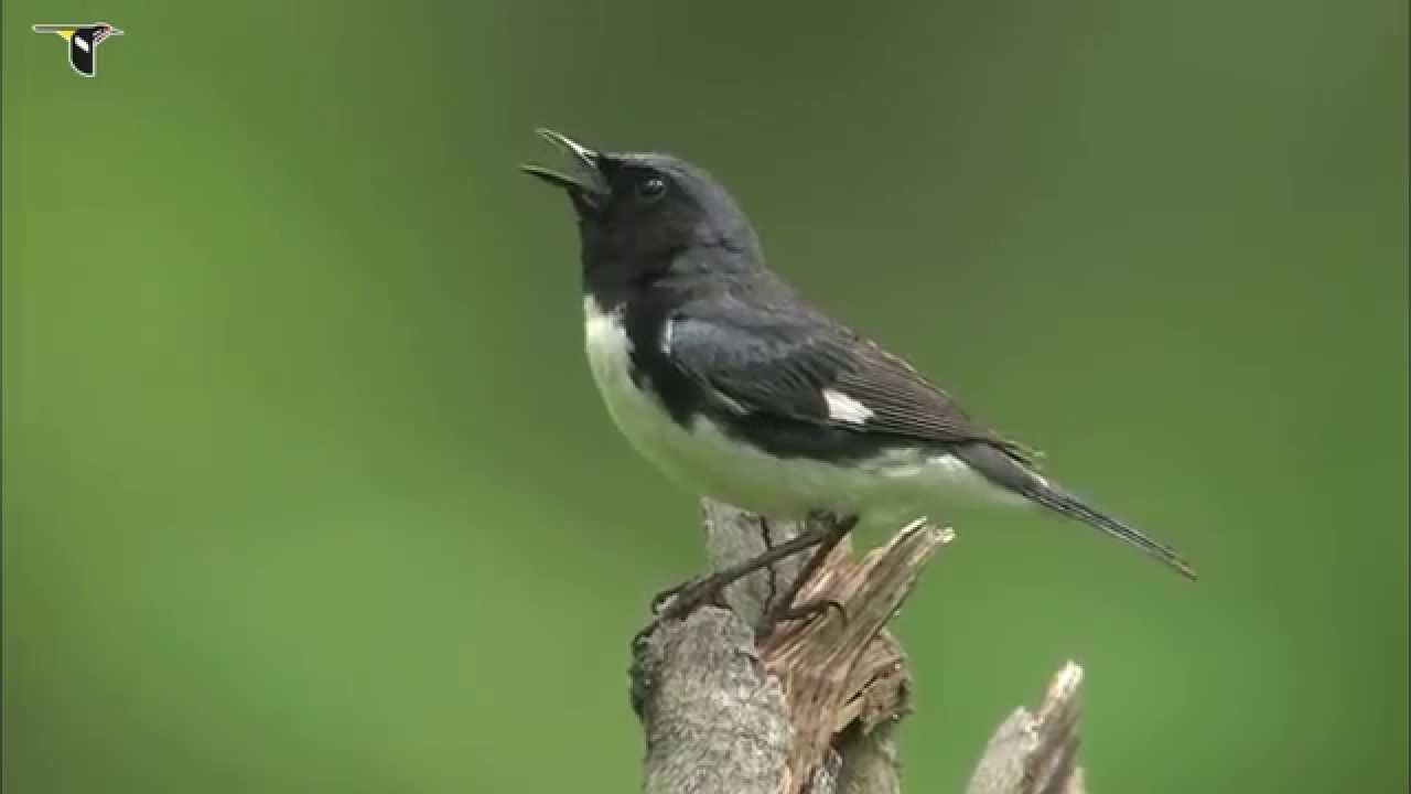 Black-throated Blue Warbler