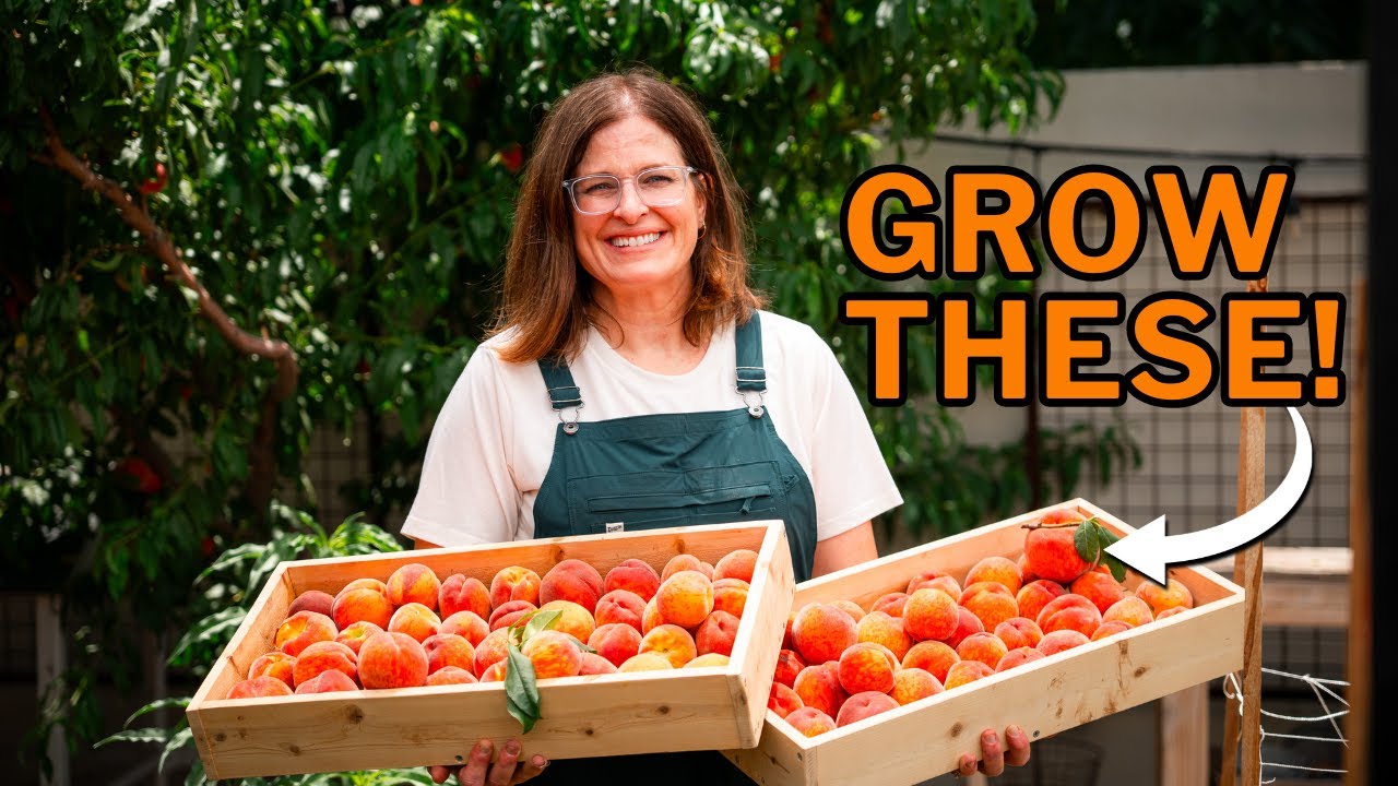 PEACH TREE GROWING TIPS: Don't Make These 5 Mistakes!