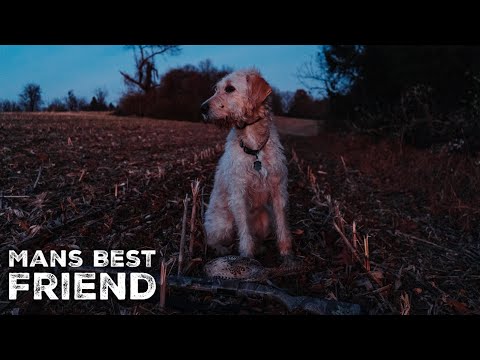 The Best Bird Dog