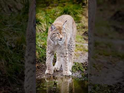 Los PINCELES del Lince #linx #naturaleza #lince #animal #shorts #wildlife #nature #animales