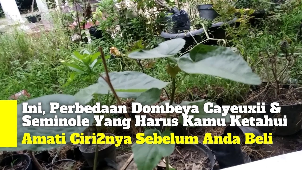 Perbedaan Dombeya Seminole Dengan Dombeya Cayeuxii