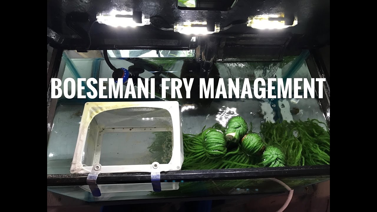 Boesemani Fry Management 4K
