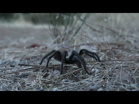 Understanding Tarantula Mating Season | Localish