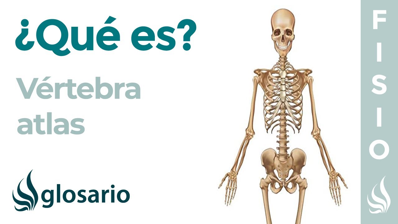 Hueso VÉRTEBRA ATLAS | Qué es, qué significa, ubicación, función y dolor
