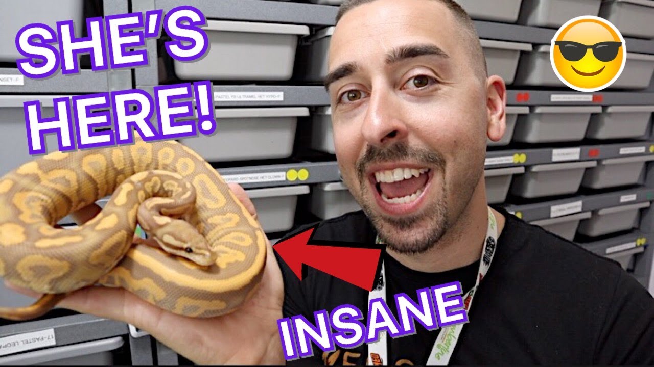 INSANE NEW SNAKES ! 2 GIRLS ABOUT TO LAY EGGS! | BALL PYTHONS