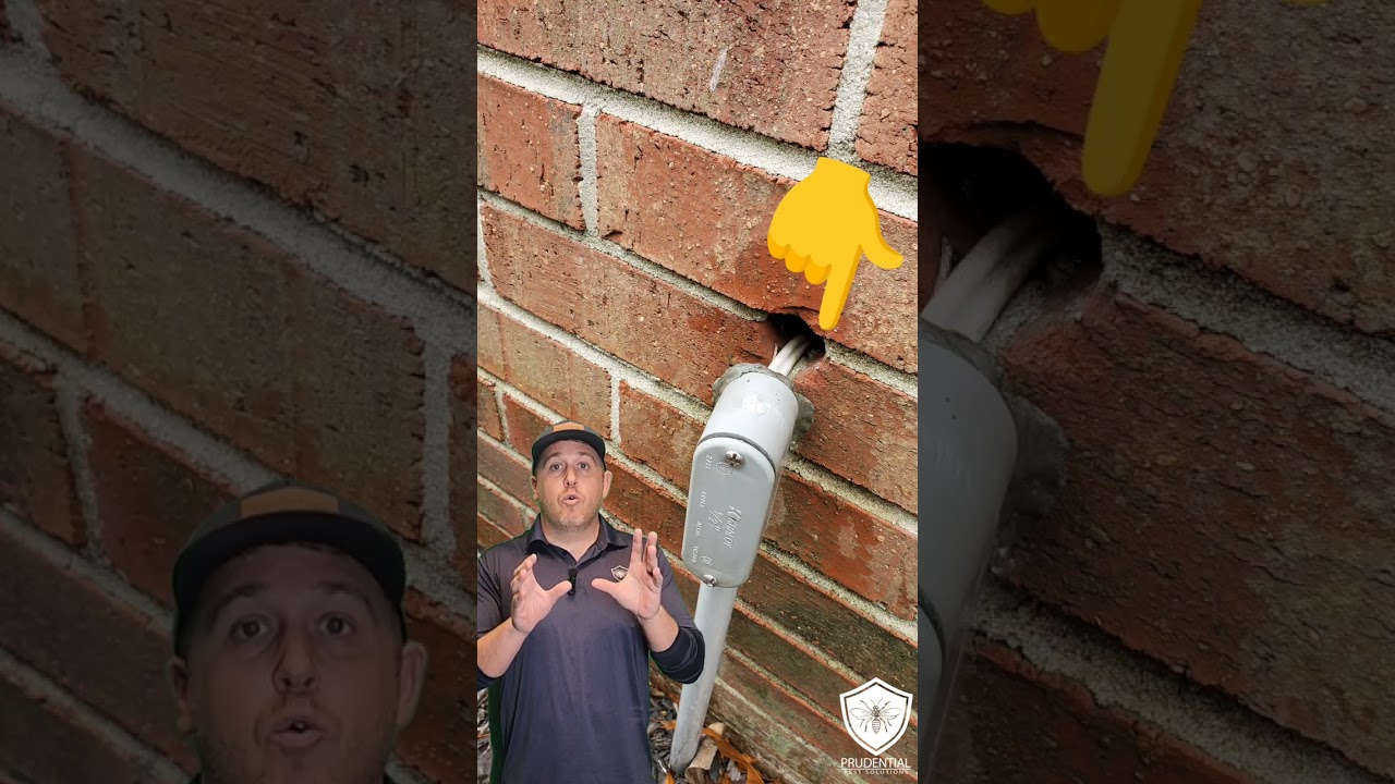4 common ways mice enter homes #pestcontrol #exterminator #rat #mouse #mice  #construction