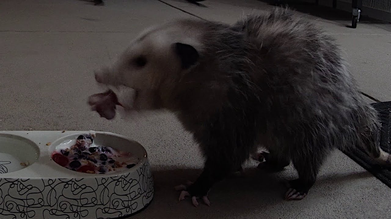Possum Eats Yogurt And Fruit