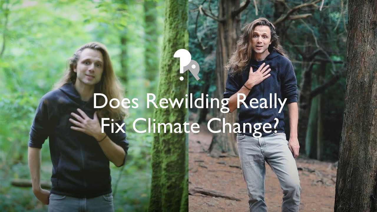 What Does Rewilding Do for Climate Change? - How to Rewild